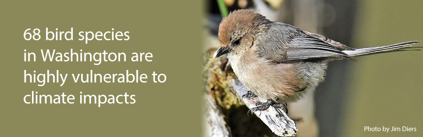 Report: 389 bird species are at risk – Vashon Bird Alliance