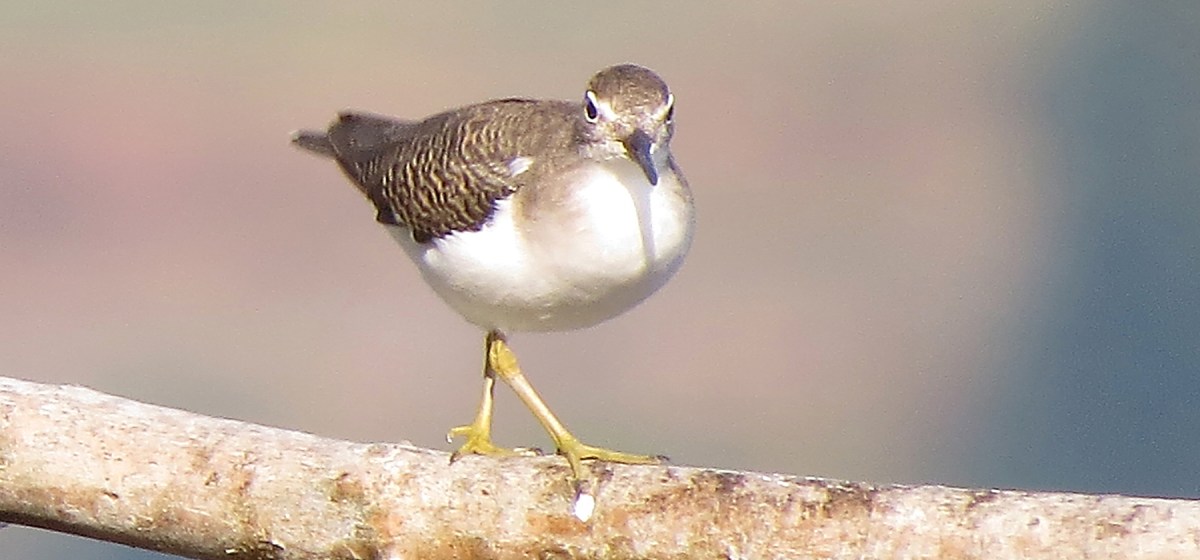 Resources – Vashon Bird Alliance